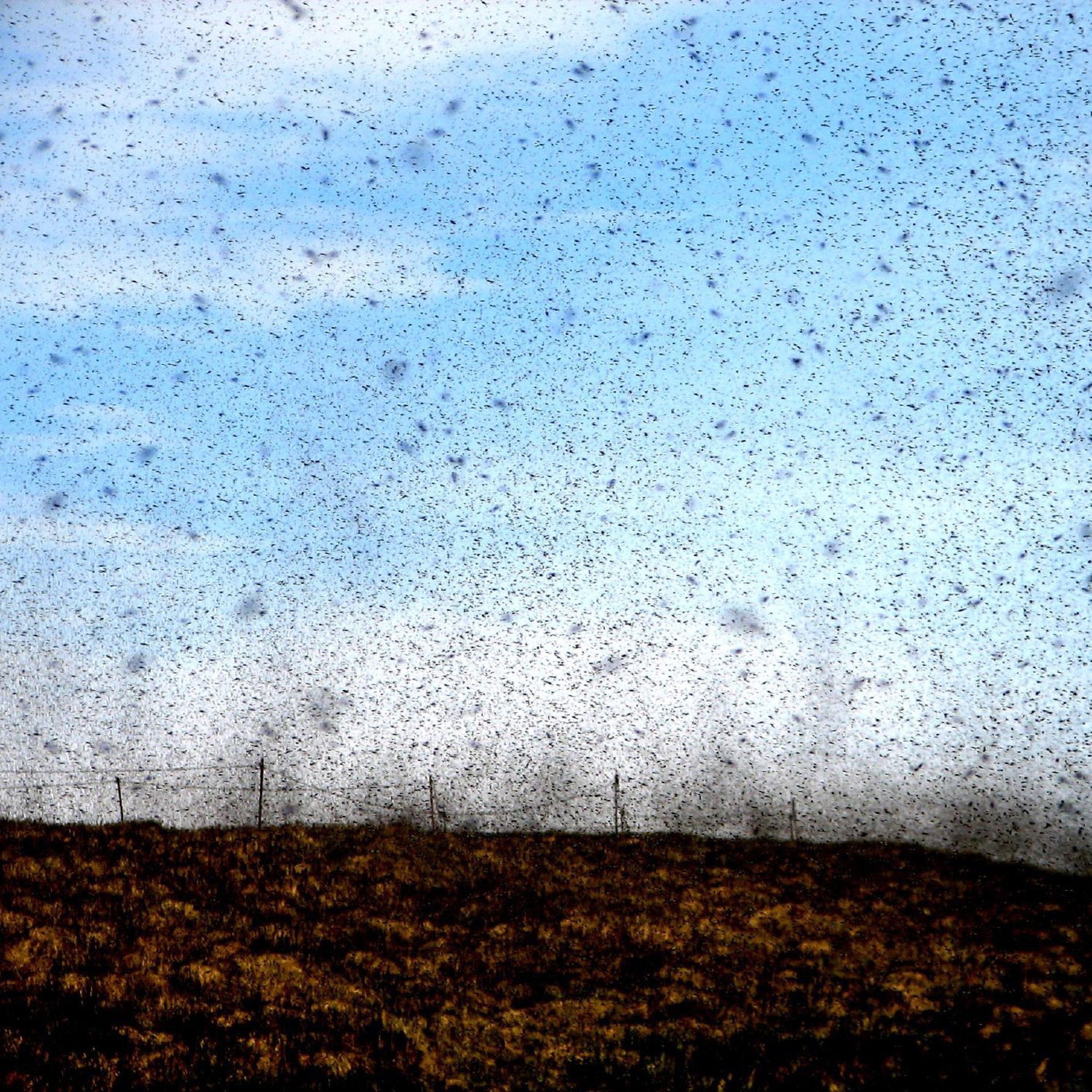 Muck Rack | KEEP the FAITH - The Exodus: Lice, Flies, and Death - The ...