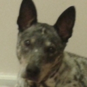 Jeff C. Cercone’s Profile | PolitiFact Journalist | Muck Rack