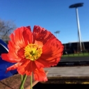 Libby Wilson’s Profile | The Waikato Times Journalist | Muck Rack