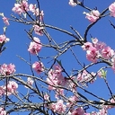 Articles by Peter Hartcher’s Profile | Sydney Morning Herald, The Age ...