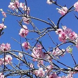 Peter Hartcher’s Profile | Sydney Morning Herald, The Age Journalist ...