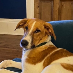 Carol Midgley’s Profile | The Times Journalist | Muck Rack