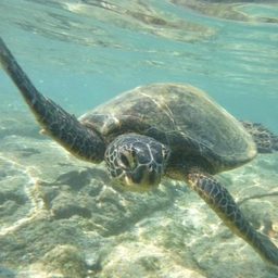 Devin Reese’s Profile | Freelance Journalist | Muck Rack