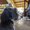 Peter Laffin’s Profile | Washington Examiner, The Catholic Herald, The ...