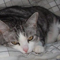 Lynn Greiner’s Profile | Freelance Journalist | Muck Rack