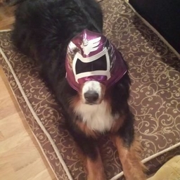 Andrew Berg’s Profile | UW Dawg Pound: for Washington Huskies fans ...