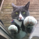 Michael Carman’s Profile | Peninsula Daily News Journalist | Muck Rack