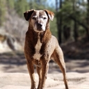 Ira Allen’s Profile | United Press International (UPI), Common Dreams ...