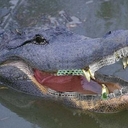 Hamilton Nolan’s Profile | How Things Work Journalist | Muck Rack