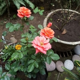 Ana Cubias’s Profile | Voice of America (VOA) Journalist | Muck Rack