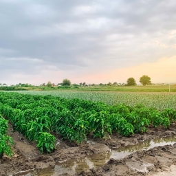 Pengusaha Gula Gunawan Jusuf’s Profile | Muck Rack