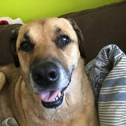 Chris Rizk’s Profile | Detroit News Journalist | Muck Rack