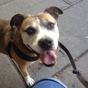 Sheila Dougherty’s Profile | The New York Times Journalist | Muck Rack