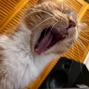 Laura Weislo’s Profile | Cycling News Journalist | Muck Rack