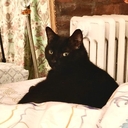 Sharon Marcus’s Profile | Public Books Journalist | Muck Rack