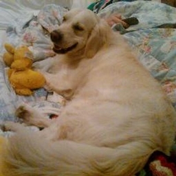 Liyan Qi’s Profile | The Wall Street Journal, BlackRock Journalist ...