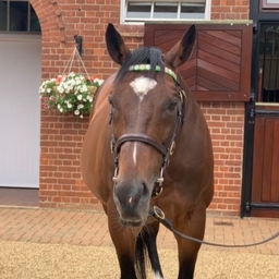 Charlie Proctor’s Profile | Royal Central Journalist | Muck Rack