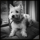 Peter Beaumont’s Profile | The Guardian, The Observer Journalist | Muck ...