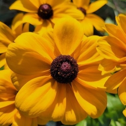 Virginia Phillips’s Profile | Pittsburgh Post-Gazette, NEXTpittsburgh ...