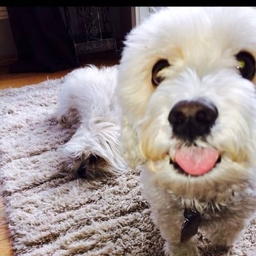 Lisa Grant’s Profile | CityNews Calgary, CKAL-TV (Calgary, AB ...