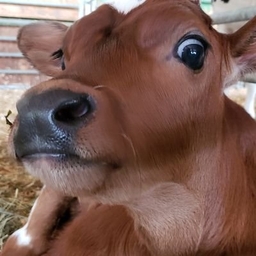 Kevin McCallum’s Profile | Seven Days Journalist | Muck Rack