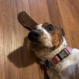 Dominick Bonny’s Profile | Substack, Cascade PBS, KXLY-TV (Spokane, WA ...