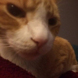 Adam Serwer’s Profile | The Atlantic Journalist | Muck Rack