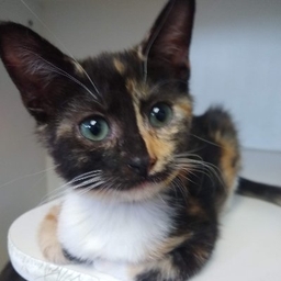 Jennifer Sor’s Profile | Business Insider Journalist | Muck Rack