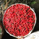 David Whitty’s Profile | BBC World Service Journalist | Muck Rack