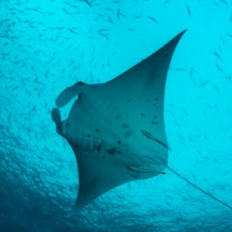 Selina Steele’s Profile | Swimming Australia Journalist | Muck Rack