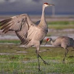 Julie Rentner’s Profile | The Modesto Bee, Ventura County Star, The ...