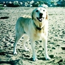 George Dohrmann’s Profile | The Athletic Journalist | Muck Rack