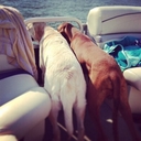 Peter J. Boyer’s Profile | Freelance Journalist | Muck Rack