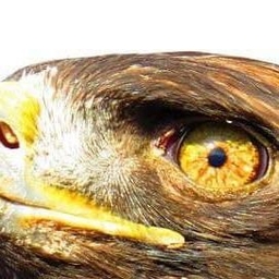 Cathy Benson’s Profile | The Botetourt Bee Journalist | Muck Rack