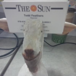 Todd Feathers’s Profile | Gizmodo Journalist | Muck Rack